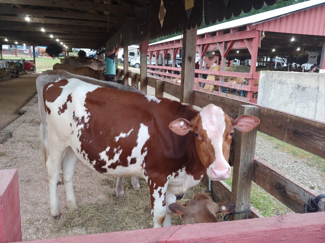 Live exhibits bring county fair to life | News, Sports, Jobs - Times ...